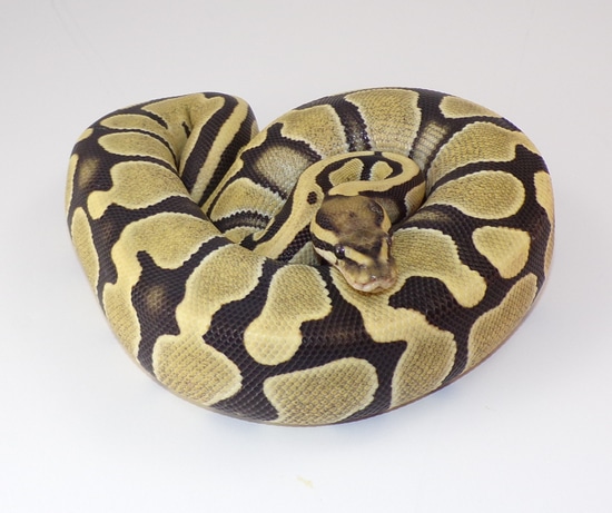 Desert Ghost Het Pied Ball Python by Delphi Pythons