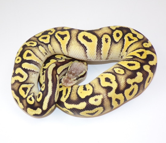 Pastel Vanilla Phantom Het Monsoon Ball Python by Delphi Pythons