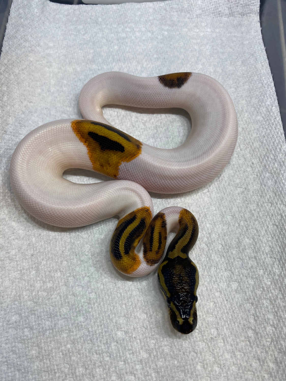 High White Pied Ball Python by Delray Exotics - MorphMarket