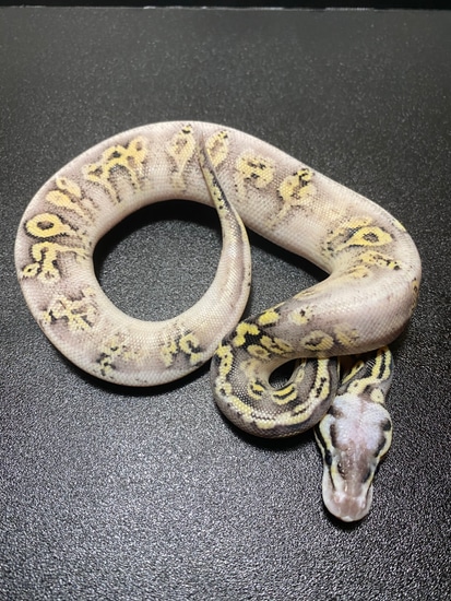 Phantom YB Bongo Super Pastel Ball Python by Delray Exotics