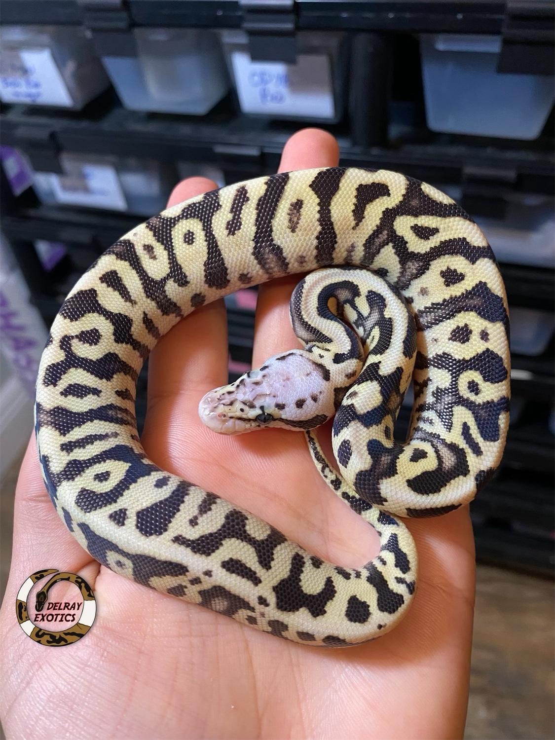 SuperFly Spotnose Het Clown Ball Python by Delray Exotics - MorphMarket