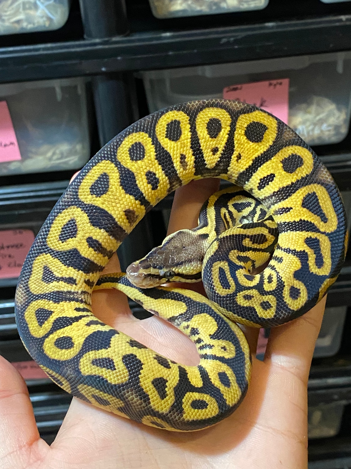 Pastel YB Leopard Het DG Ball Python by Delray Exotics - MorphMarket