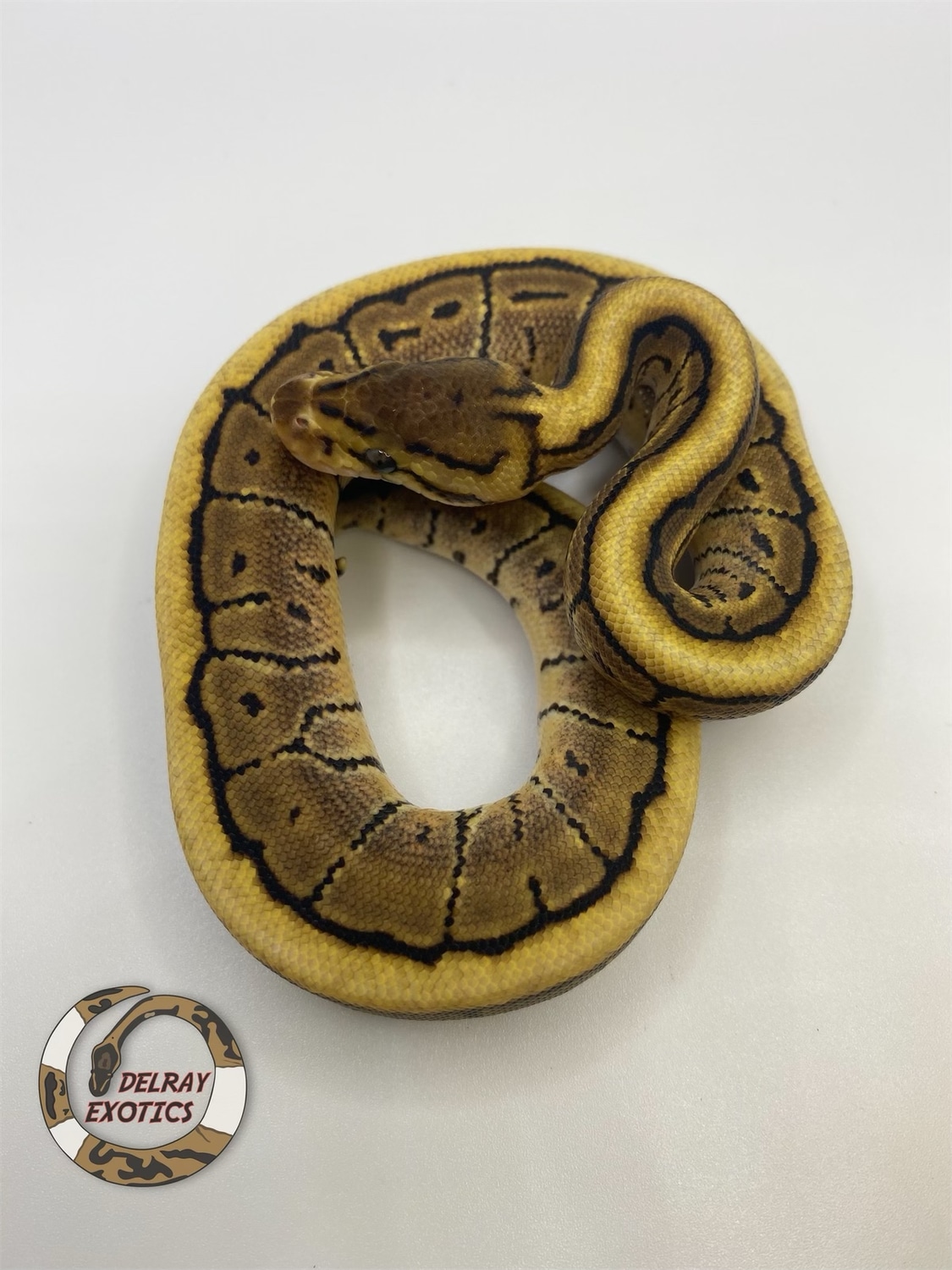 Spotnose Pinstripe Het DG Ball Python by Delray Exotics - MorphMarket
