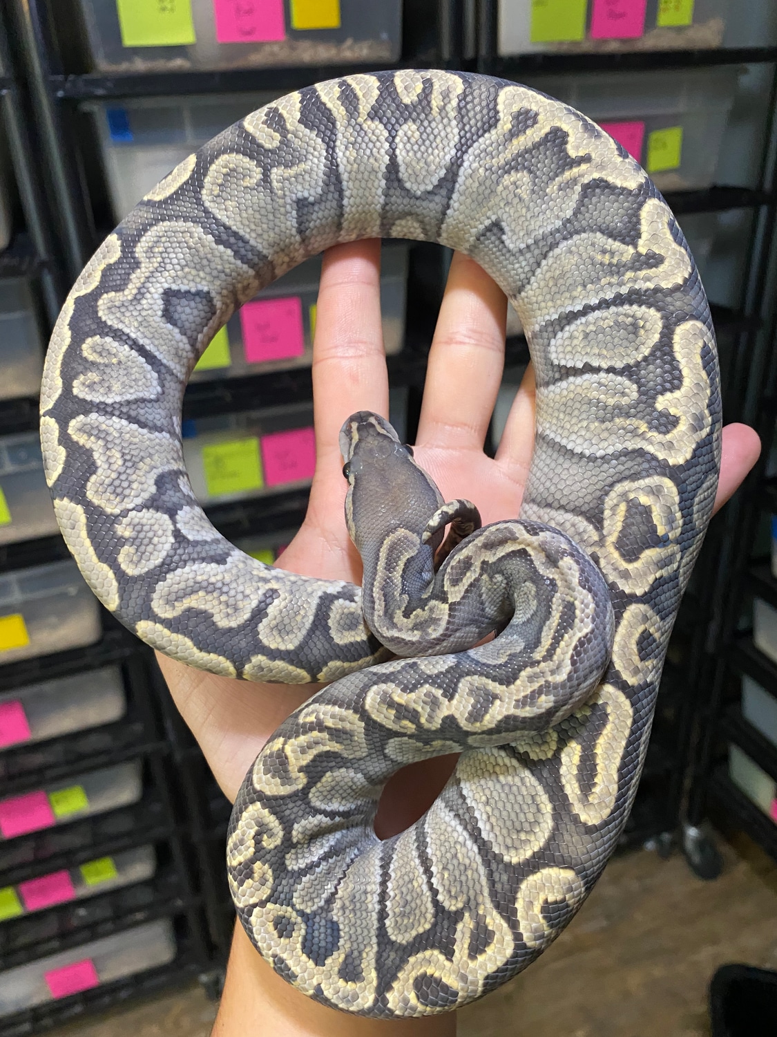 GHI Ghost Ball Python by Delray Exotics - MorphMarket