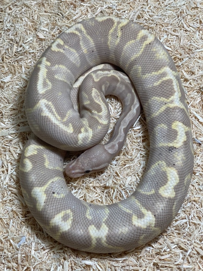 Super GHI Banana Ball Python by Delray Exotics