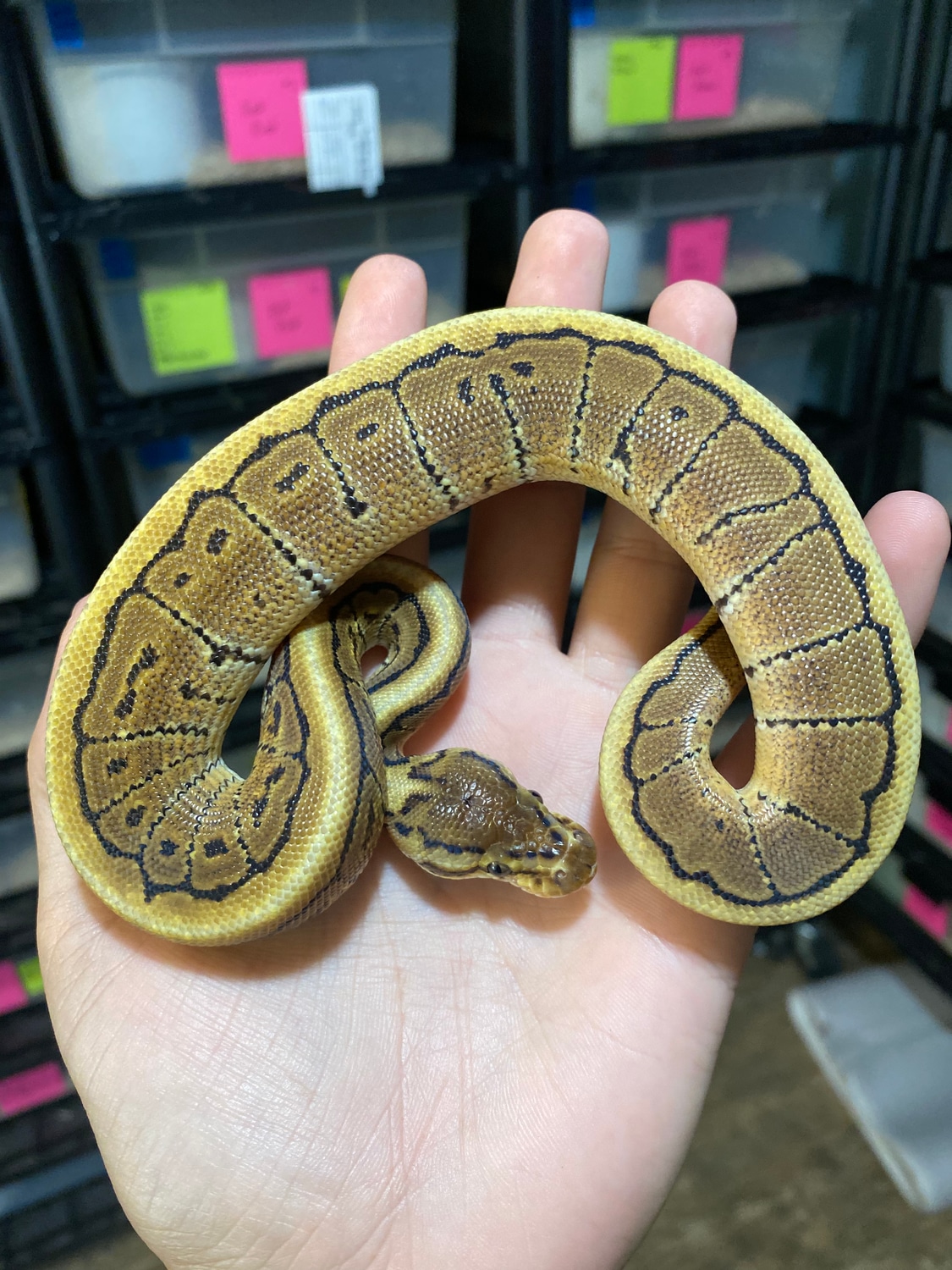 Spotnose Pinstripe Het DG Ball Python by Delray Exotics - MorphMarket