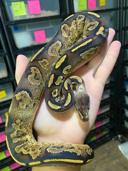 Bongo YB Paradox Ball Python by Delray Exotics