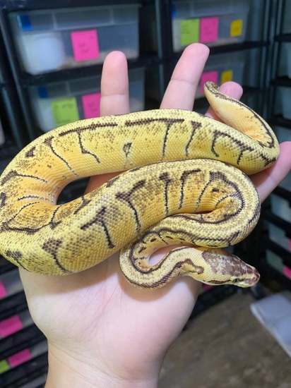 Lemonblast Enchi Het Pied Ball Python by Delray Exotics
