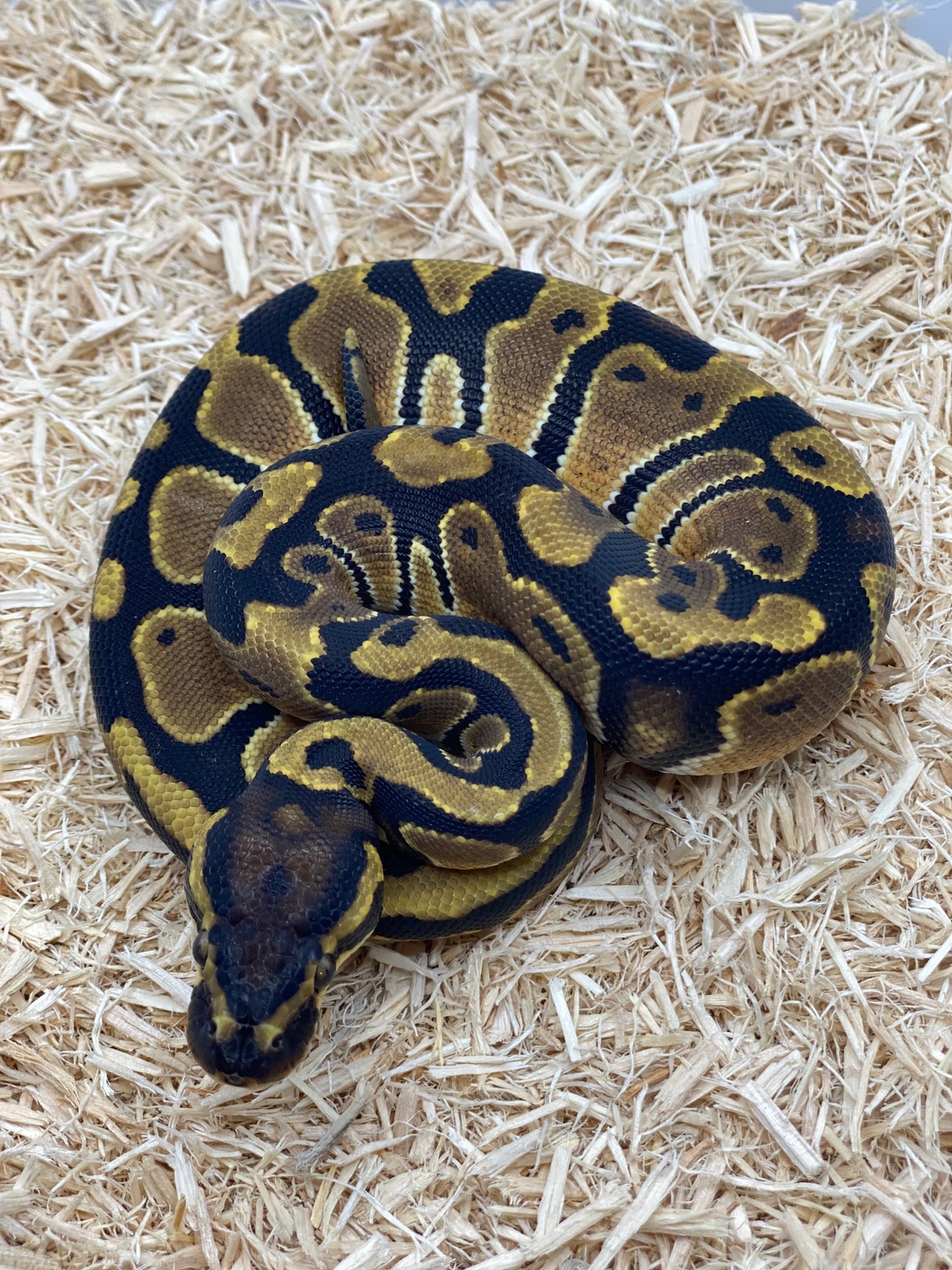 OD Ball Python by Delray Exotics - MorphMarket