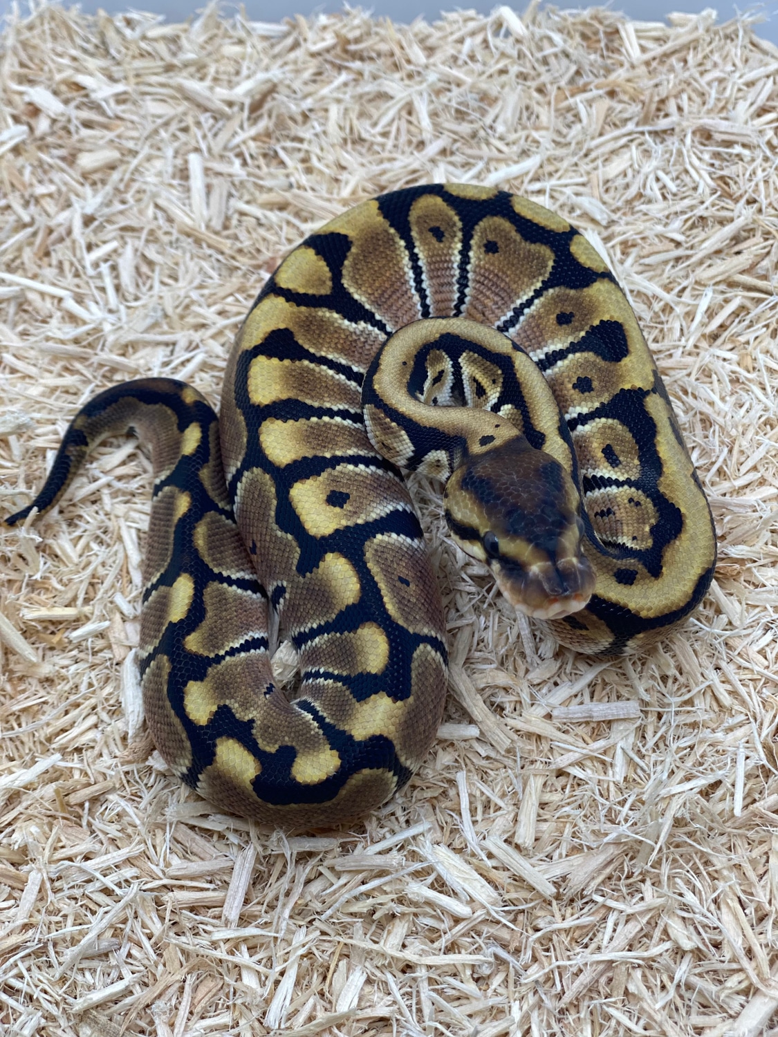 HGW Het DG Ball Python by Delray Exotics - MorphMarket