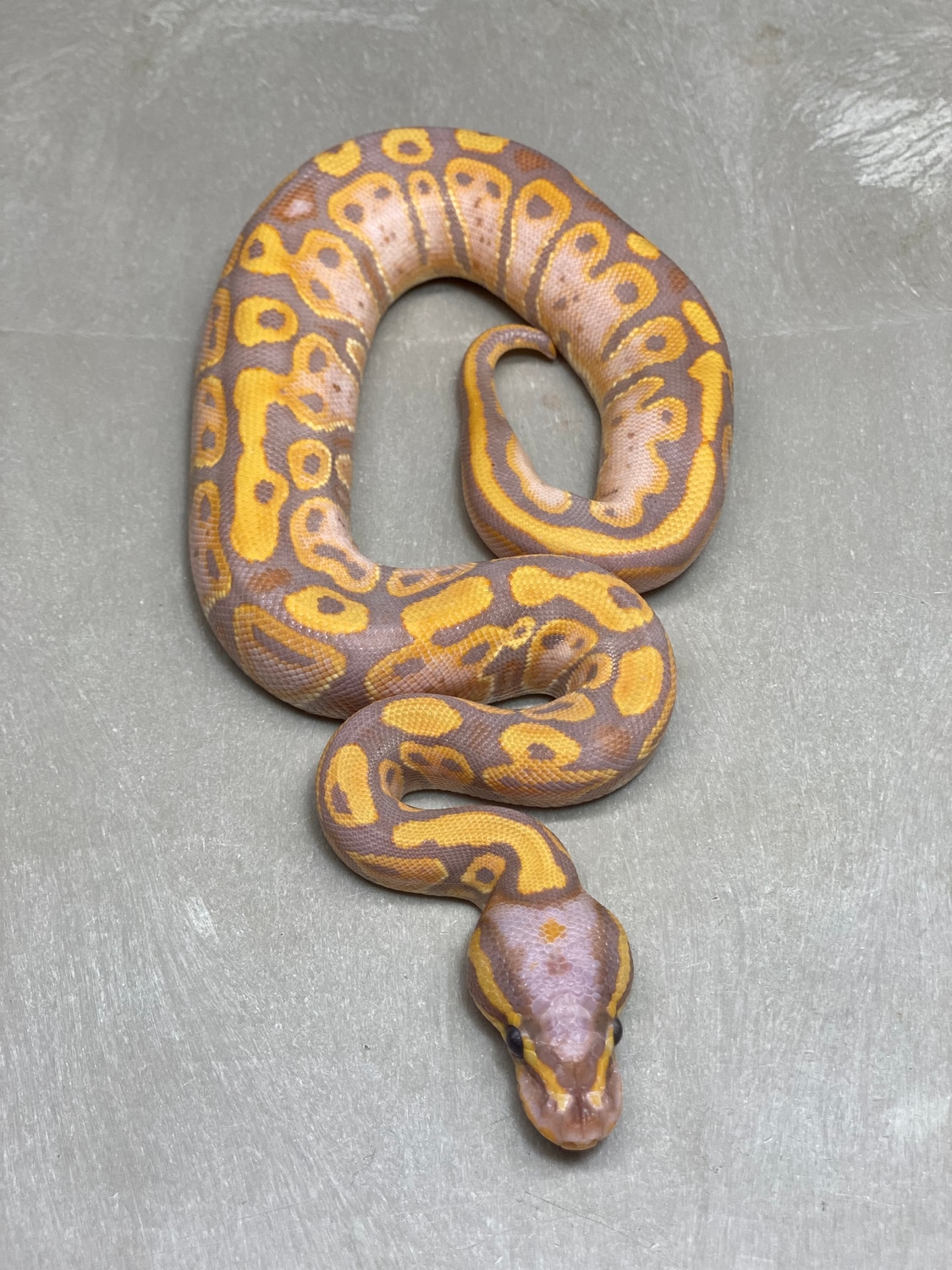 Banana Het Pied Ball Python by Delray Exotics - MorphMarket