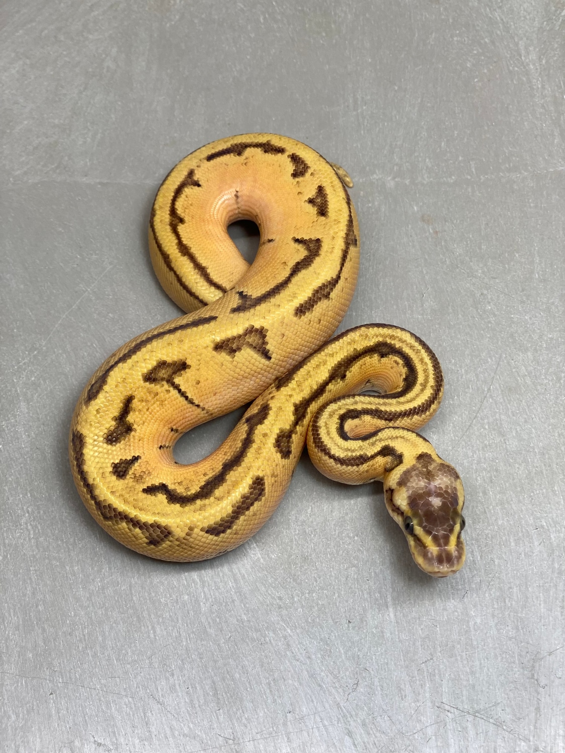 OD Enchi Pastel Pinstripe Poss YB Vanilla 50% HP Ball Python by Delray ...