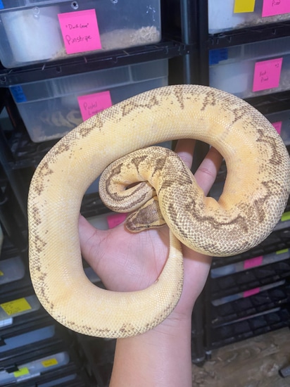 OD Enchi Lemonblast YB Het Pied Ball Python by Delray Exotics