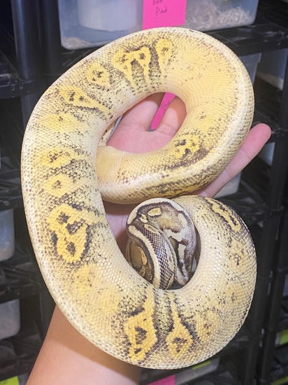 Super Pastel Phantom Bongo YB Ball Python by Delray Exotics