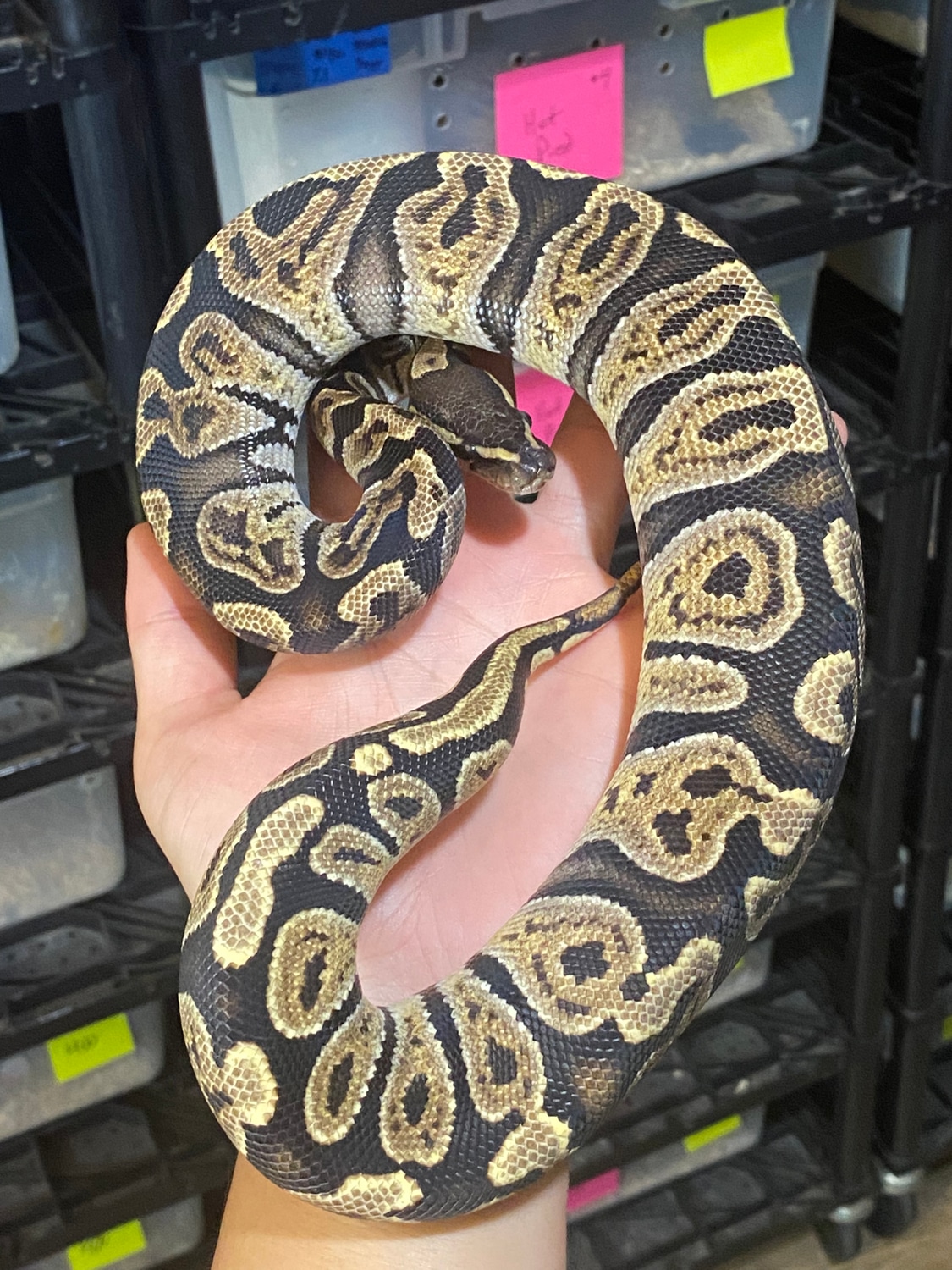 GHI OD Ball Python by Delray Exotics - MorphMarket