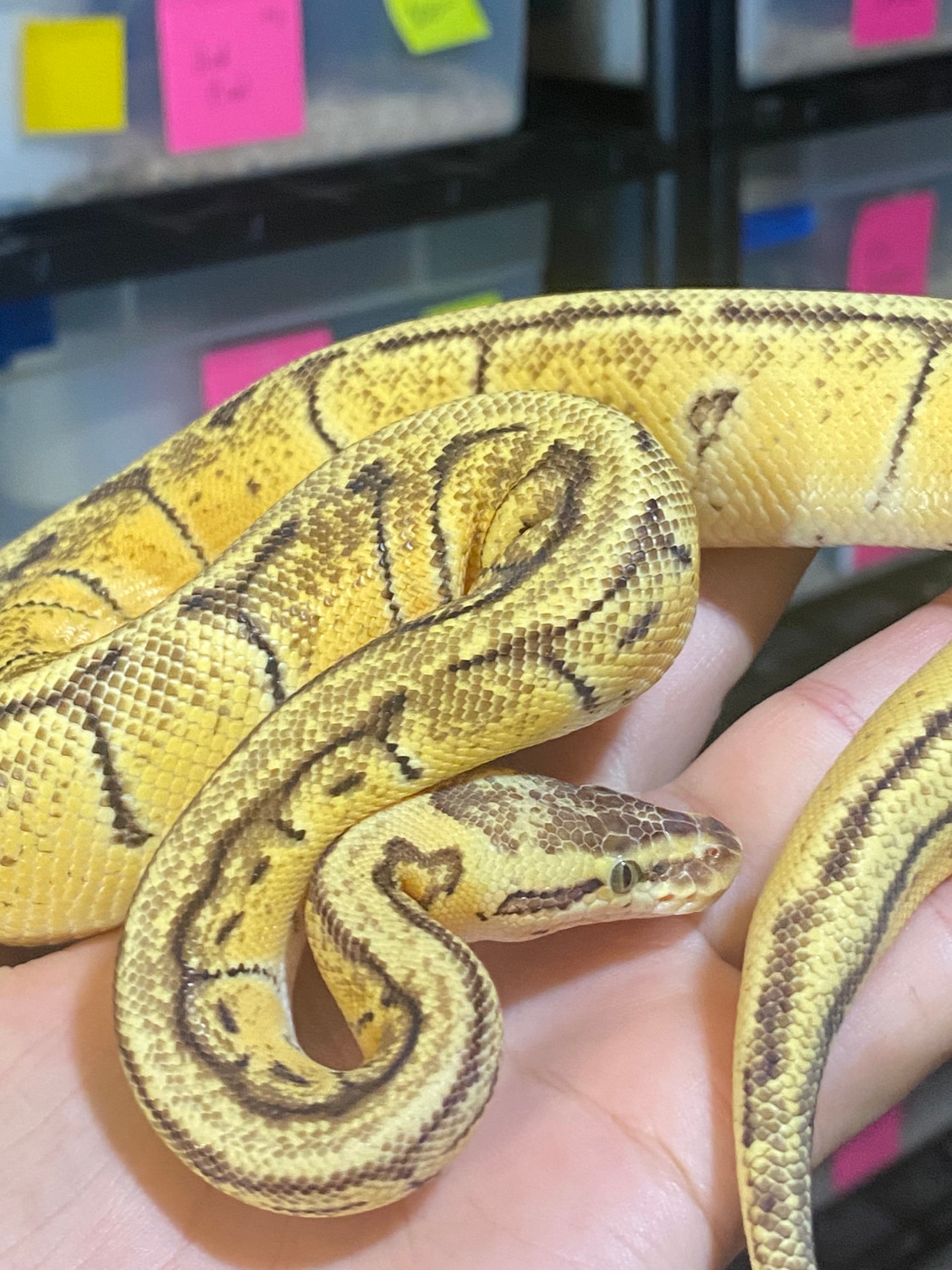 Enchi Lemonblast Het Pied Ball Python by Delray Exotics - MorphMarket
