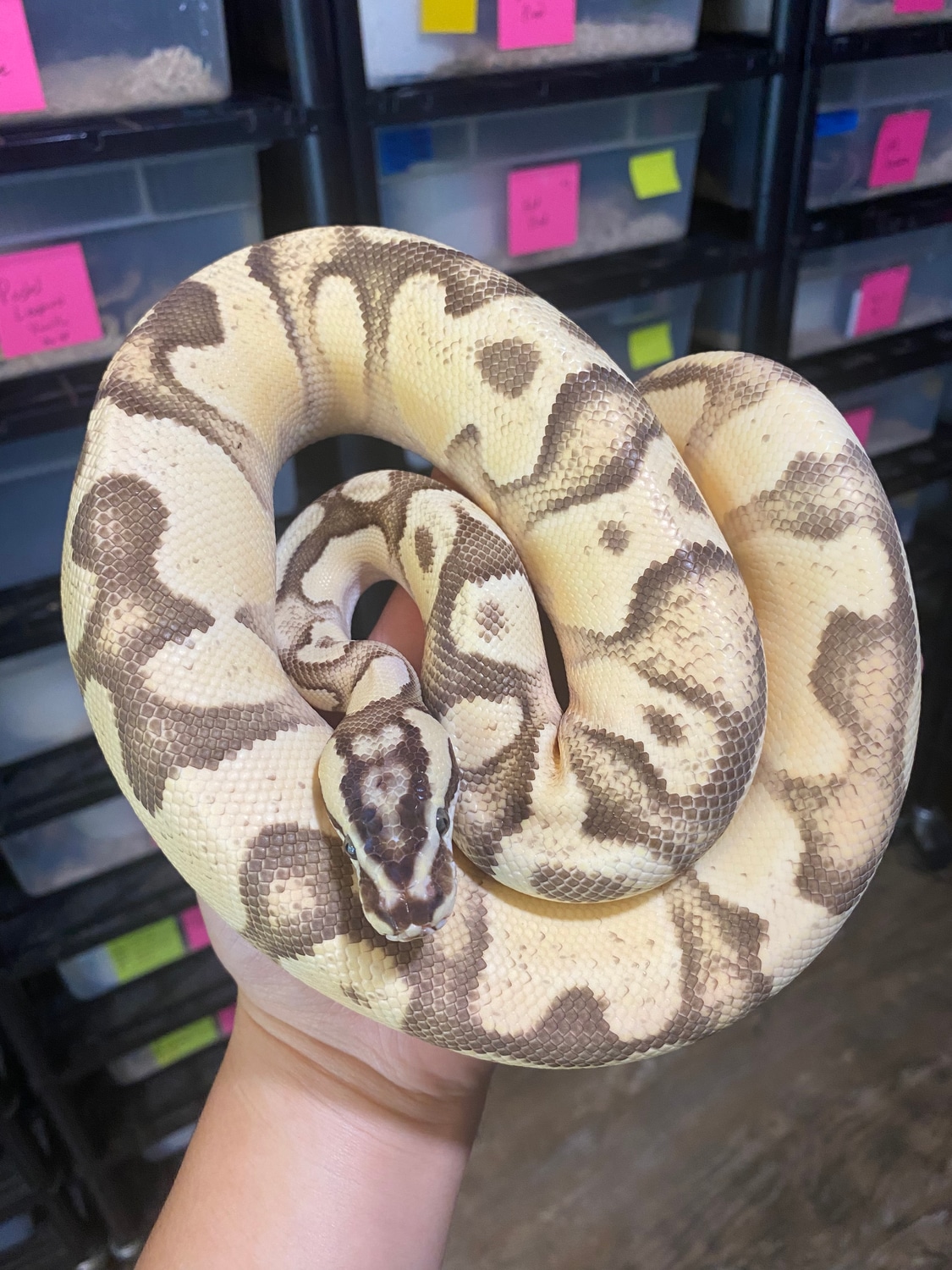 OD Enchi Firefly YB Ball Python by Delray Exotics - MorphMarket