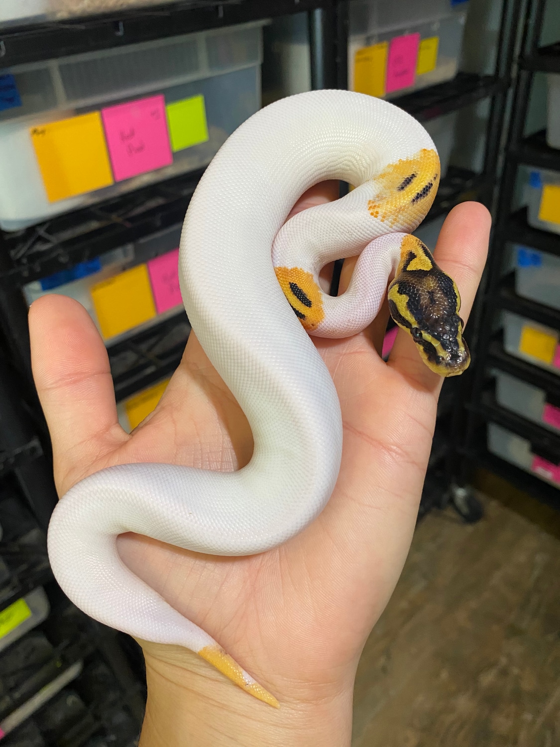 OD Pastel YB Pied Ball Python by Delray Exotics - MorphMarket