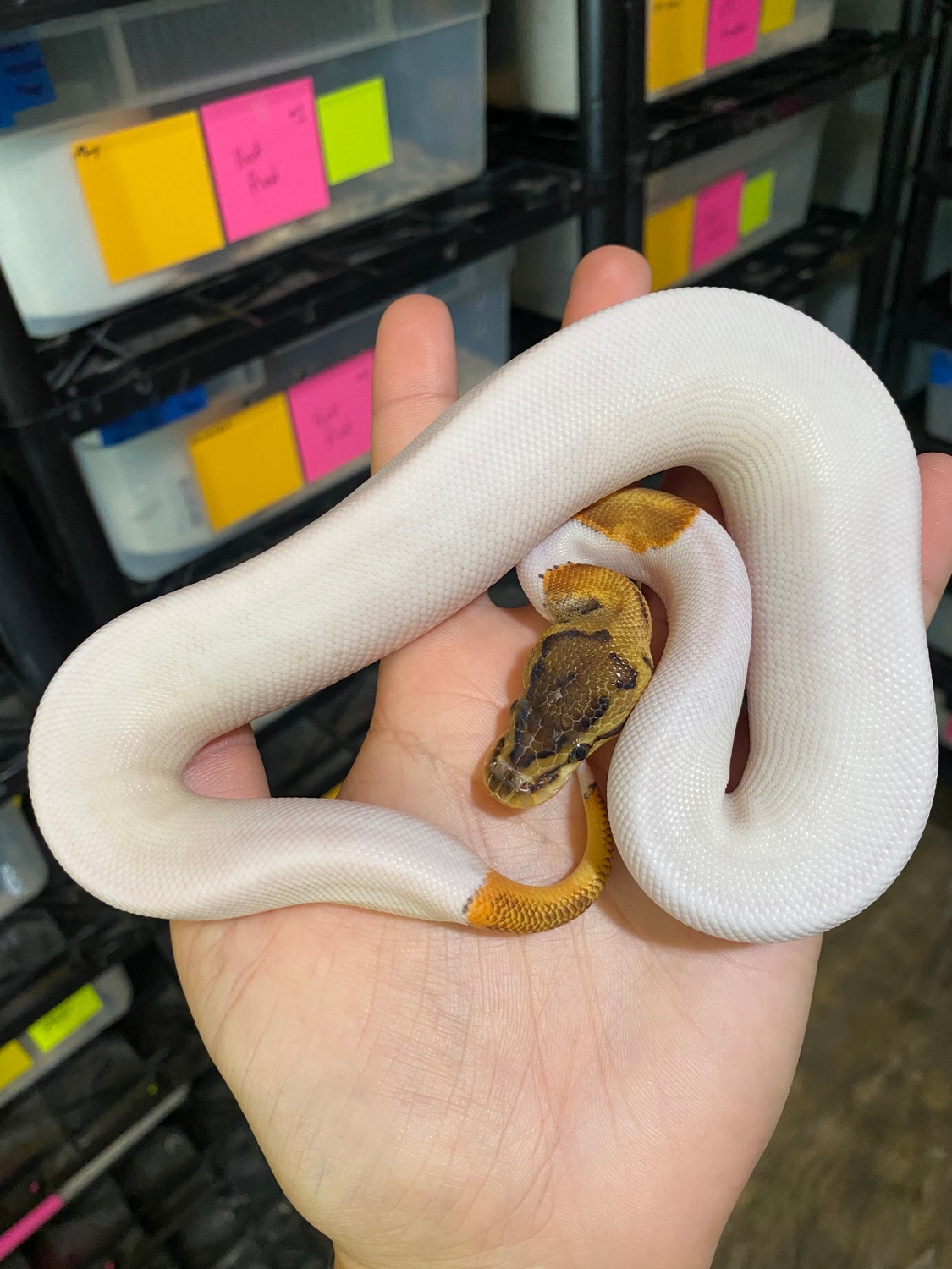 OD Pinstripe Pied Ball Python by Delray Exotics - MorphMarket