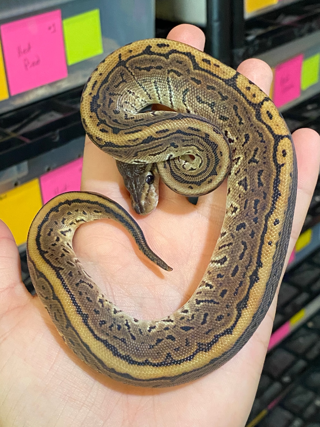 Black Pastel Pinstripe Het Albino Ball Python by Delray Exotics - MorphMarket