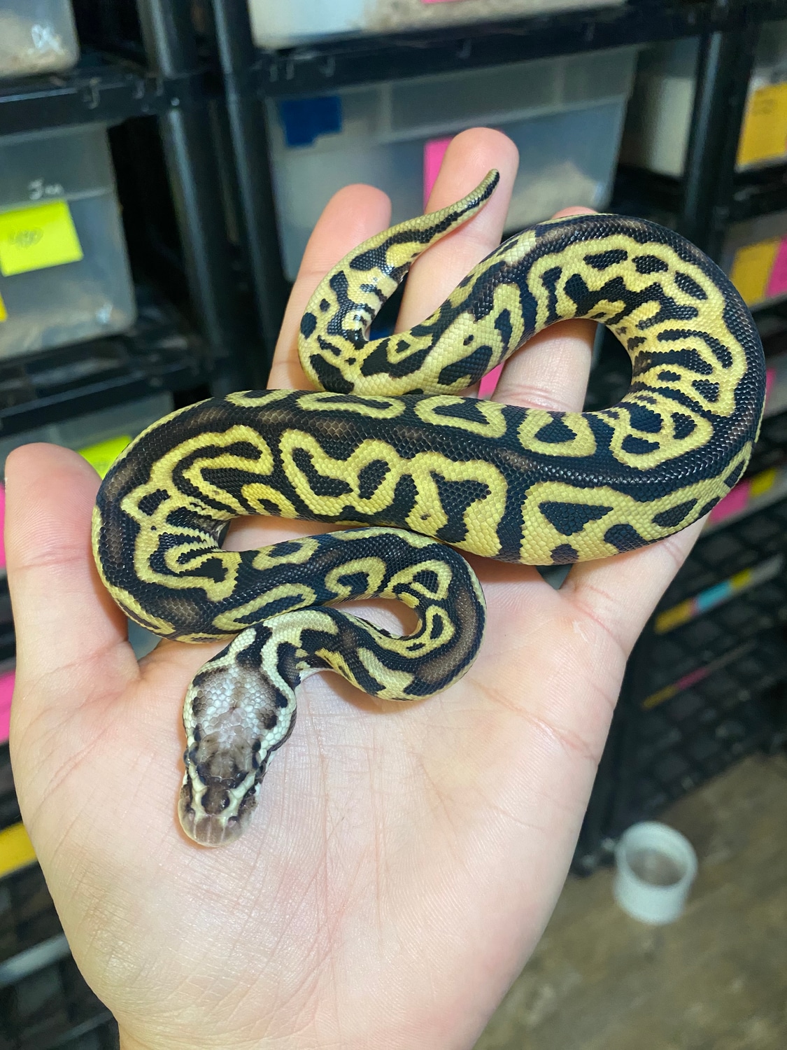 Spotnose Leopard Pastel Het DG Ball Python by Delray Exotics - MorphMarket