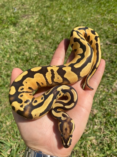 OD Leopard Fire Het Pied Ball Python by Delray Exotics