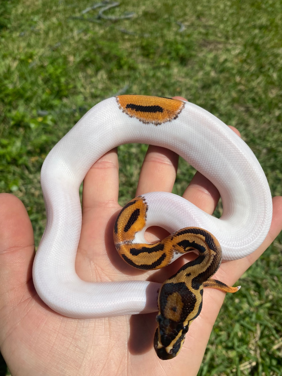 OD Vanilla Leopard Pied Ball Python by Delray Exotics - MorphMarket