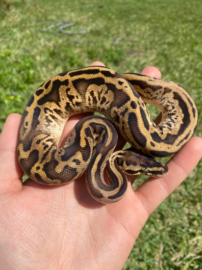 Pastel Calico Leopard Het Pied Ball Python by Delray Exotics