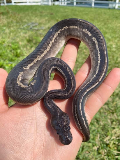 Blackhead Cinnamon Mojave Ball Python by Delray Exotics