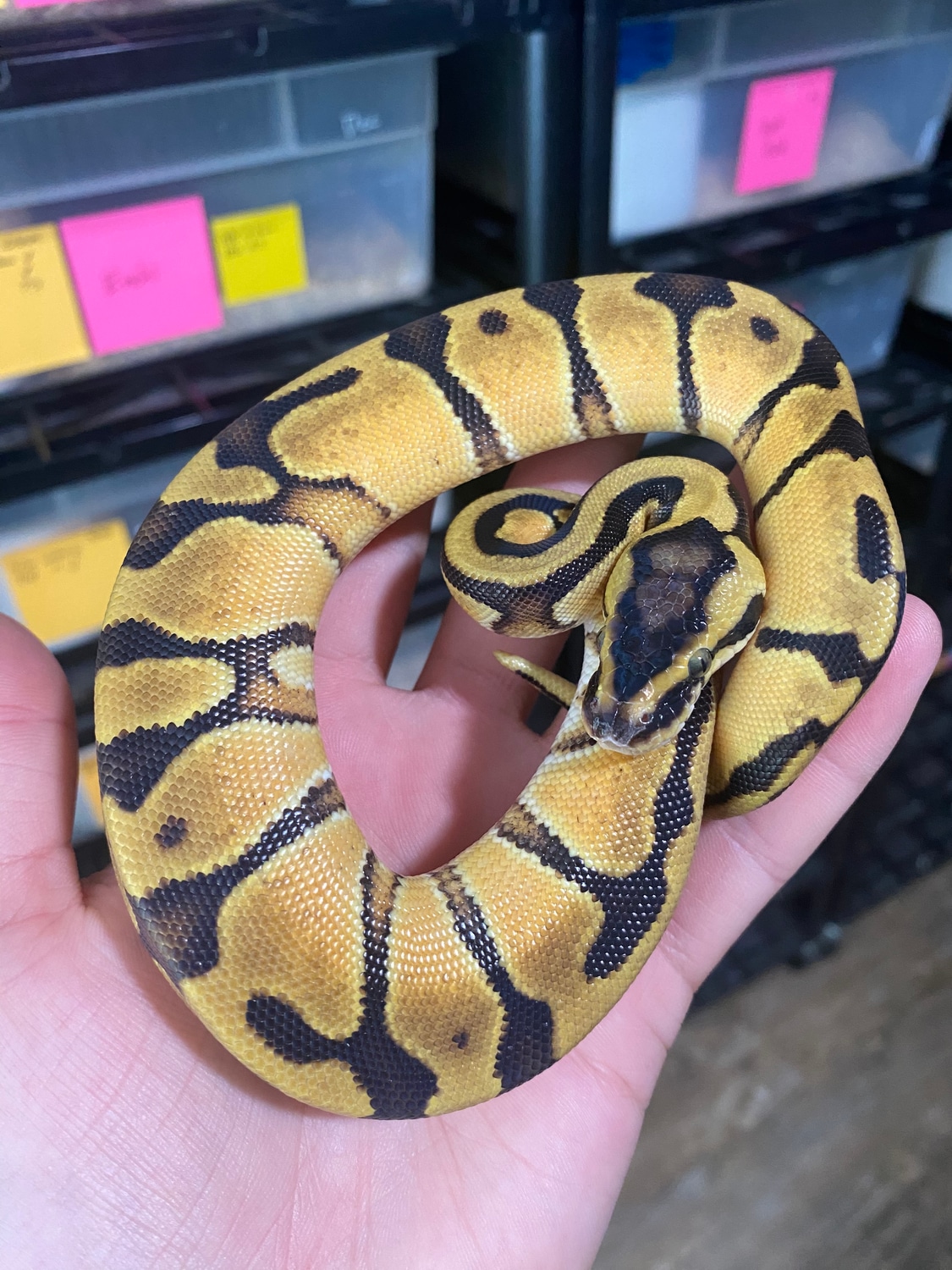 Pastel Enchi Het Pied Poss OD Ball Python by Delray Exotics - MorphMarket