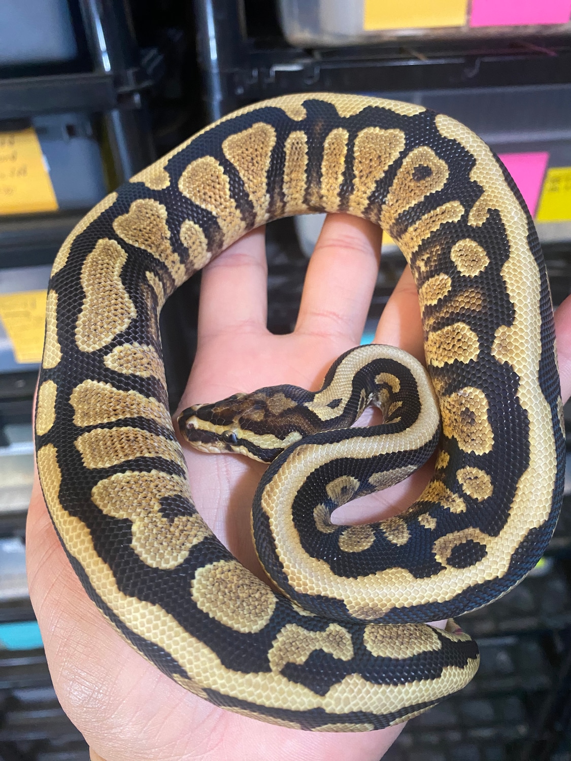Spotnose YB Het DG Ball Python by Delray Exotics - MorphMarket