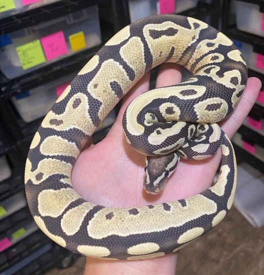 Hurricane DG Ball Python by Delray Exotics