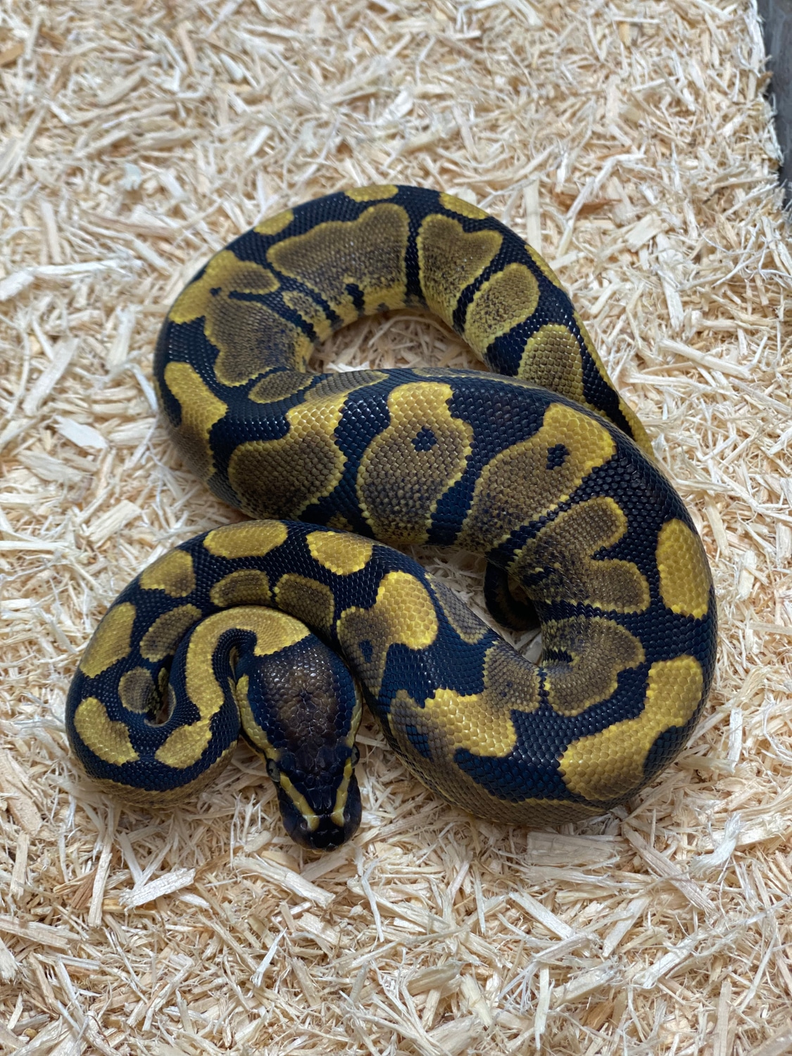 YB DH DG VPI Axanthic Ball Python by Delray Exotics - MorphMarket