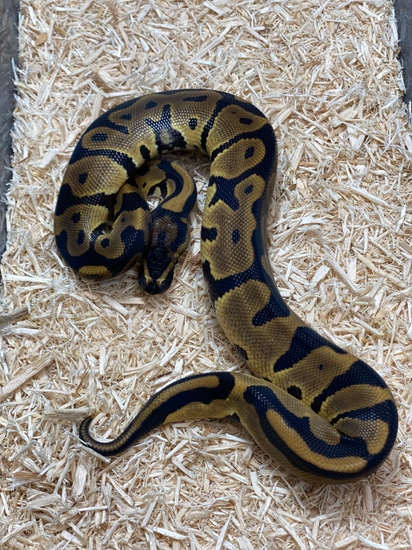 Leopard DH DG VPI Axanthic Ball Python by Delray Exotics