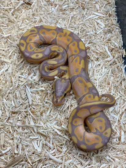 F/M Banana Het Sunset Ball Python by Delray Exotics