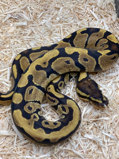 YB/Spark Het Sunset Ball Python by Delray Exotics