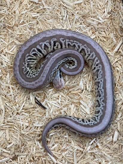 Cypress Spotnose Leopard Pewter 100% Het Clown Ball Python by Delray ...