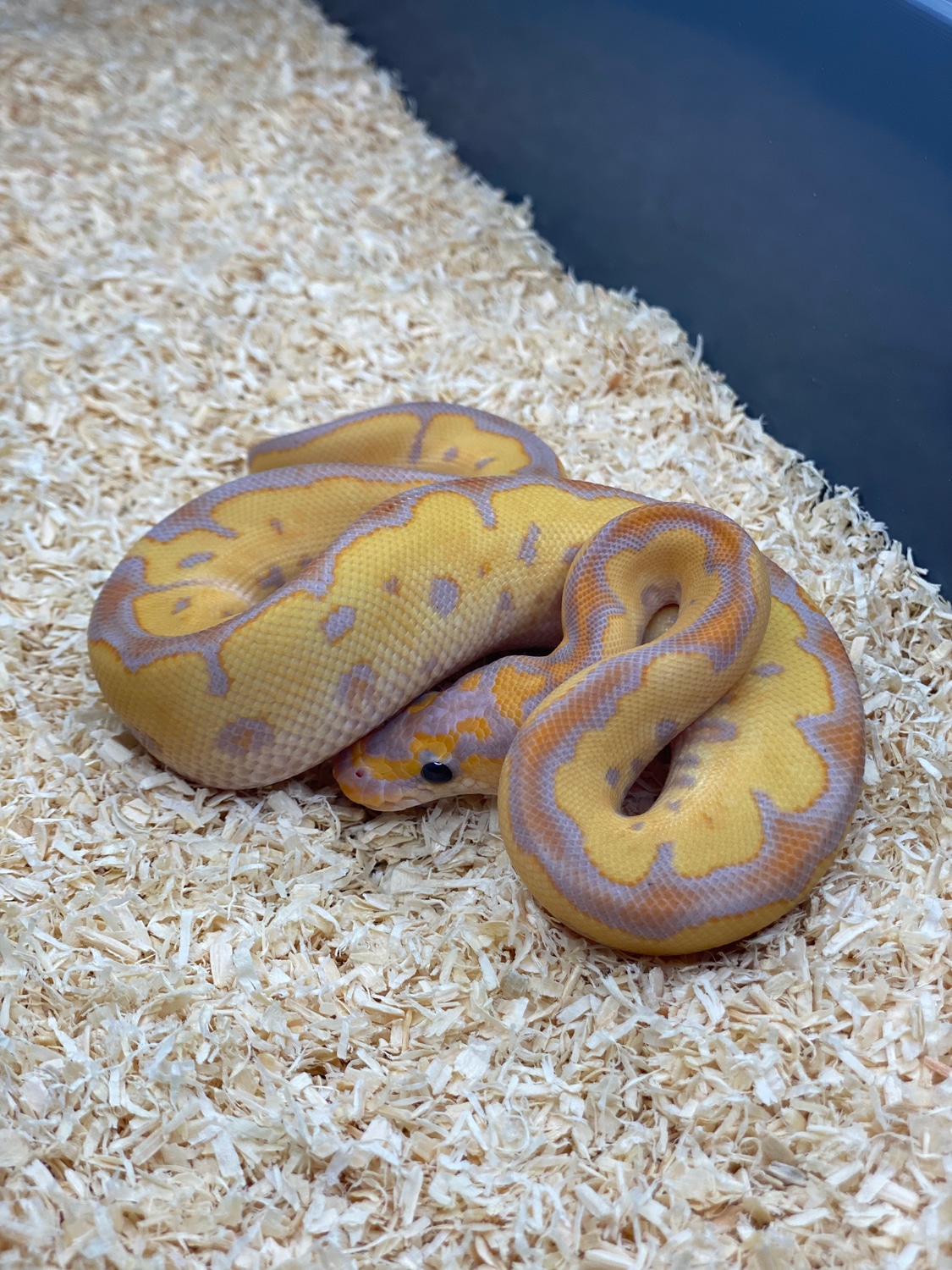 Banana Clown Ball Python by Delray Exotics - MorphMarket