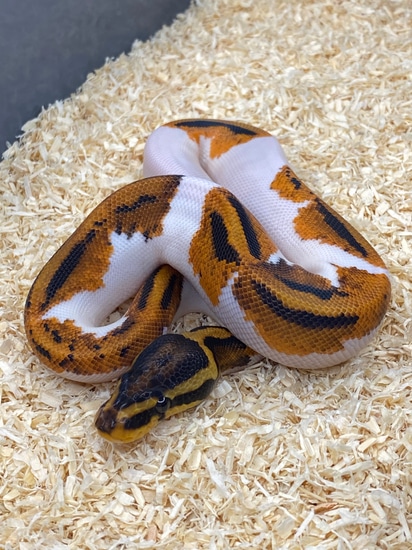 OD YB Leopard Pied Ball Python by Delray Exotics