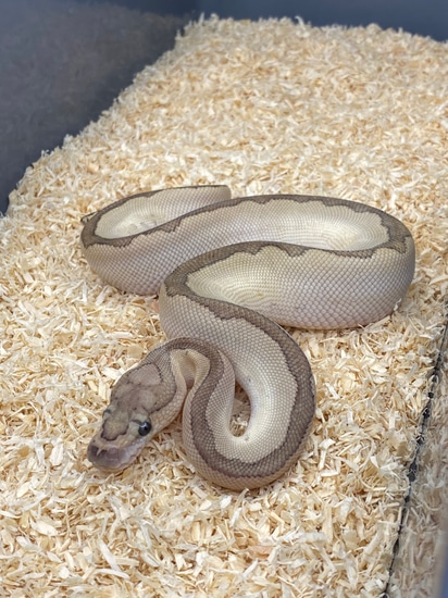 Bamboo Clown Ball Python by Delray Exotics
