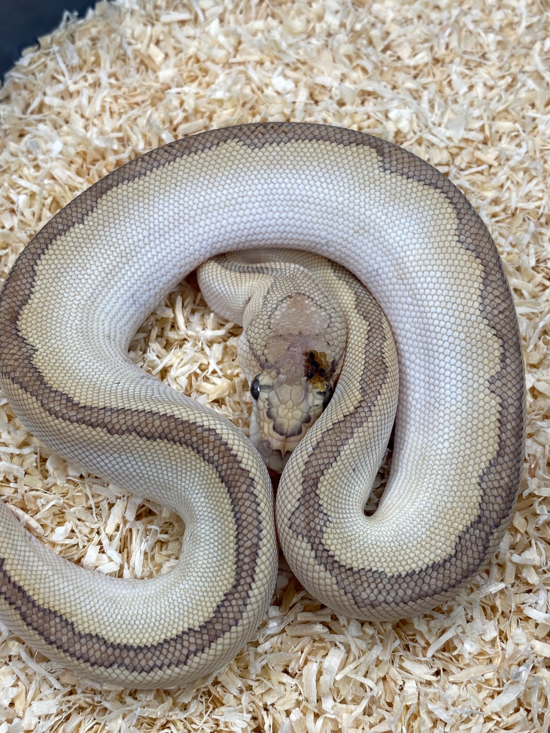 Bamboo Clown Ball Python by Delray Exotics - MorphMarket