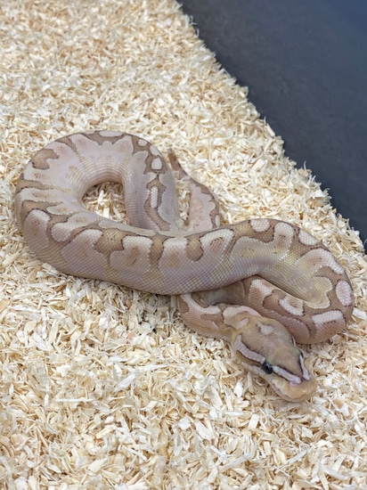 Bamboo OD Fire YB Het Albino Ball Python by Delray Exotics