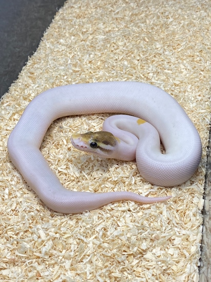 OD Mojave Pastel Pied Ball Python by Delray Exotics