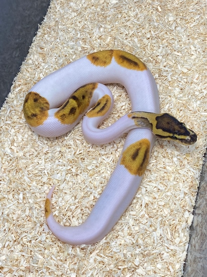 OD Enchi Pied Ball Python by Delray Exotics