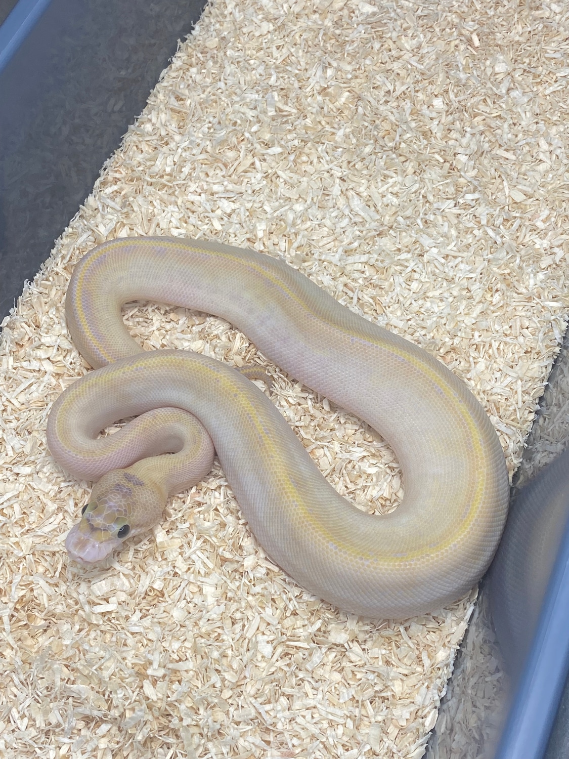 Enchi Ivory DH DG Clown Ball Python by Delray Exotics - MorphMarket