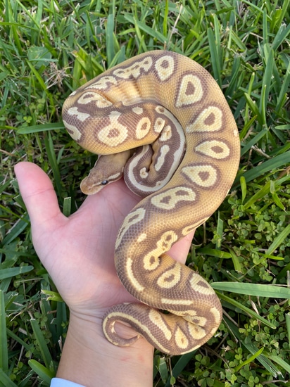 Banana Pastave BH Ball Python by Delray Exotics