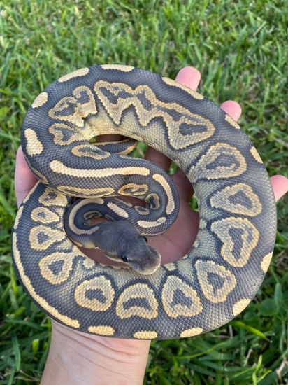 Hypo Cinnamon YB Ball Python by Delray Exotics