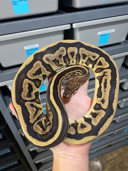 Spotnose Leopard Bongo Het DG Ball Python by Delray Exotics