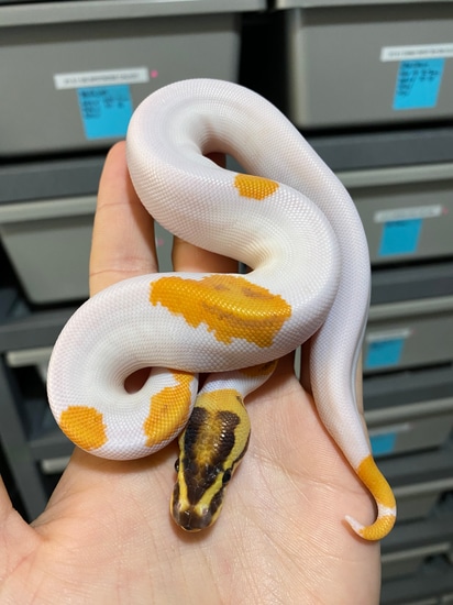 OD Enchi YB Pied (Fire) Ball Python by Delray Exotics