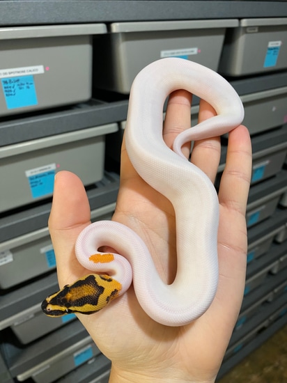 OD YB Pied (Fire) Ball Python by Delray Exotics